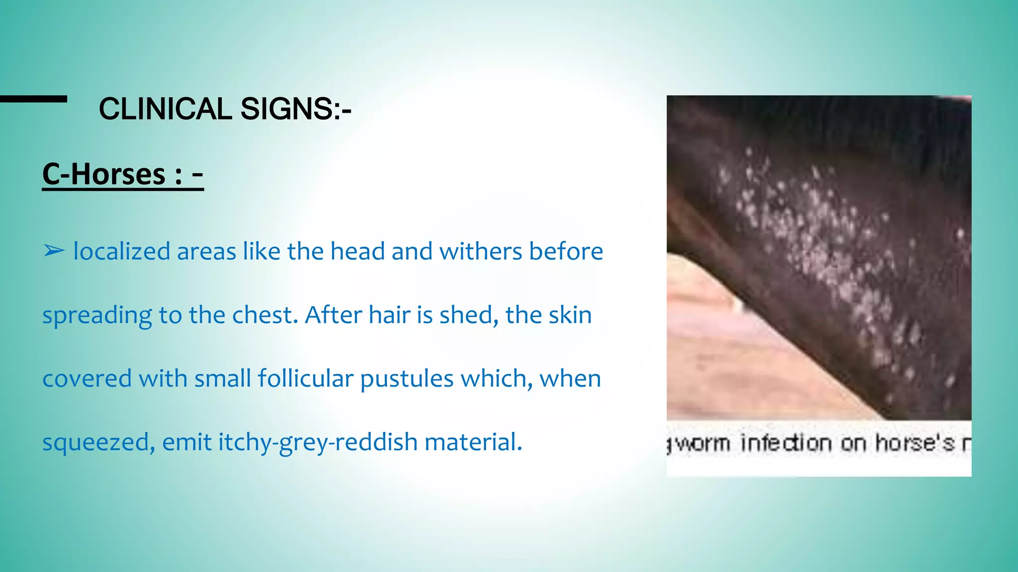 Ring worm in domestic animals.PPTX