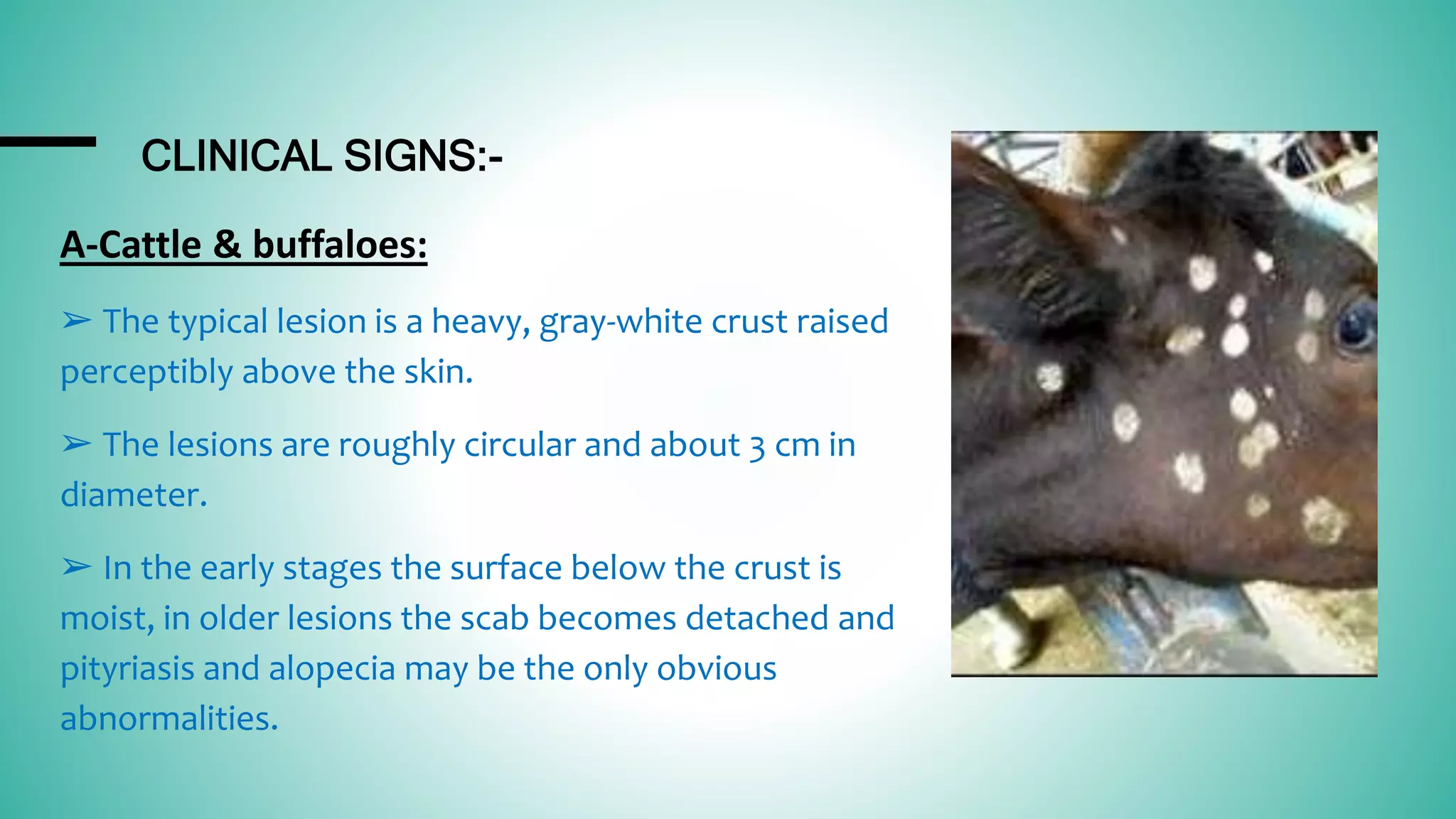Ring worm in domestic animals.PPTX
