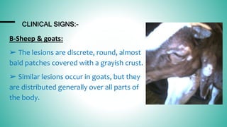 Ring worm in domestic animals.PPTX