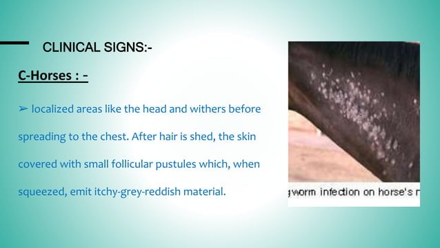 Ring worm in domestic animals.PPTX | Skin and Dermatology | Diseases ...
