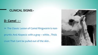 Ring worm in domestic animals.PPTX