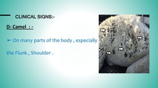 Ring worm in domestic animals.PPTX