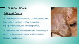 Ring worm in domestic animals.PPTX