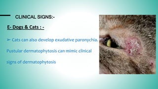 Ring worm in domestic animals.PPTX | Skin and Dermatology | Diseases ...