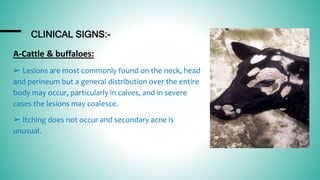 Ring worm in domestic animals.PPTX