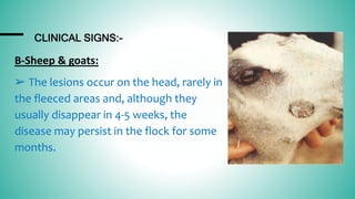 Ring worm in domestic animals.PPTX