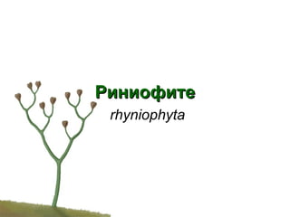 Riniofite I9 | PPT