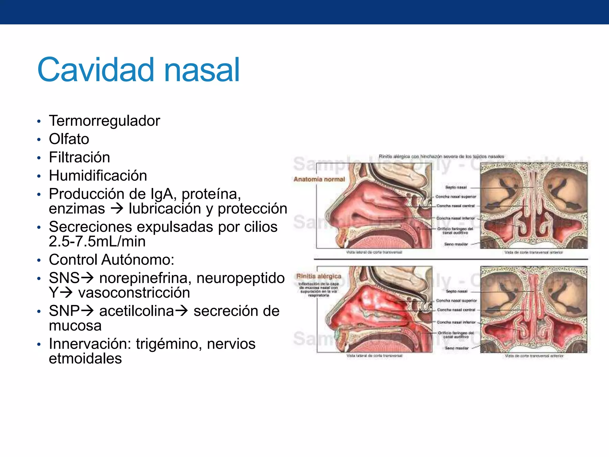 Rinitis Ppt Descarga Gratuita