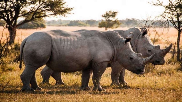 6 animales africanos