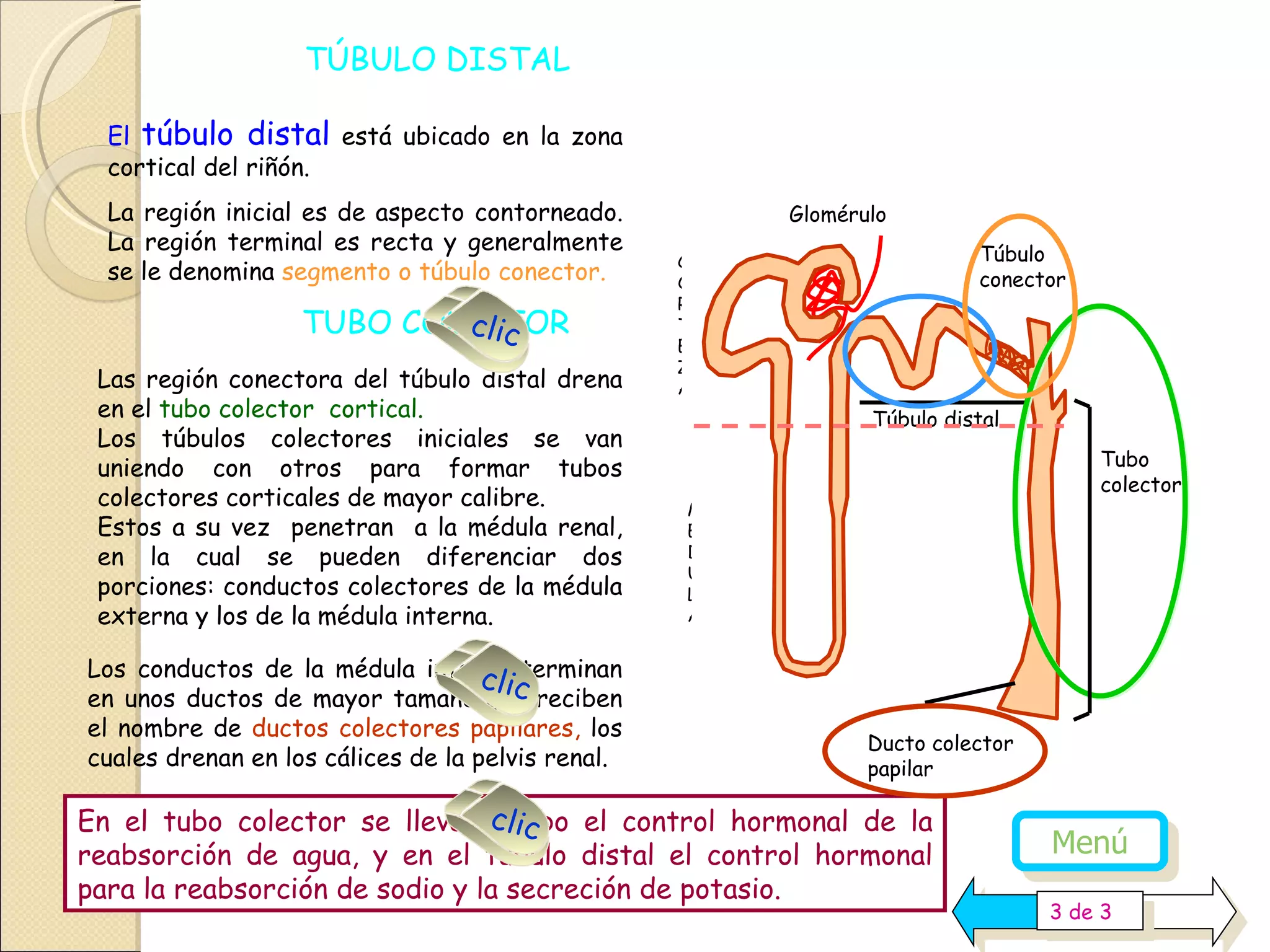 HISTOLOGIA DEL RIÑON