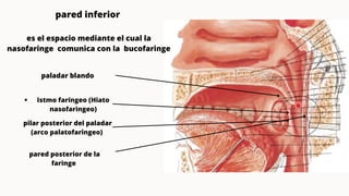 rinorafinge anatomia.pdf