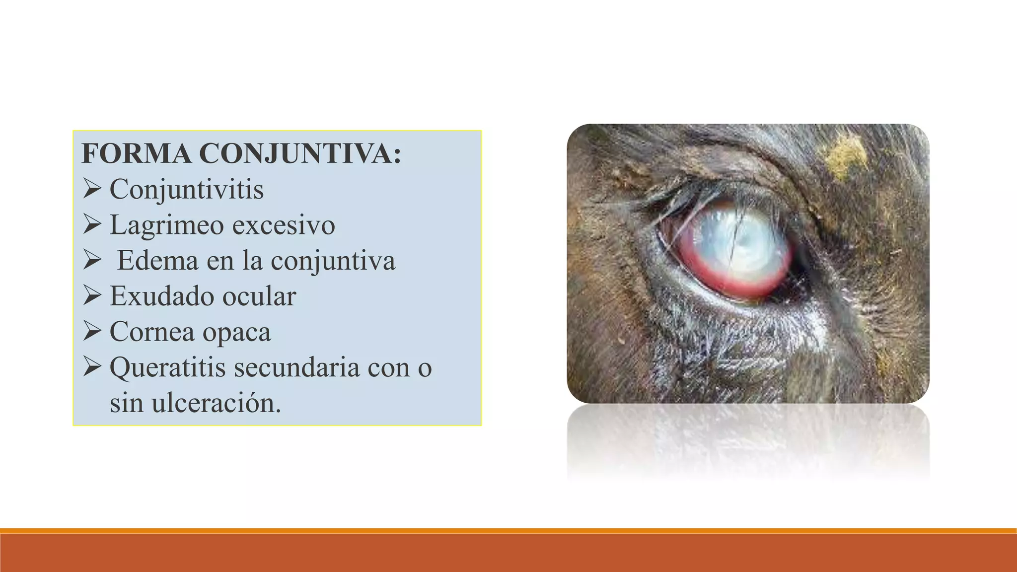 Rinotraqueitis infecciosa bovina (IBR) | PPT