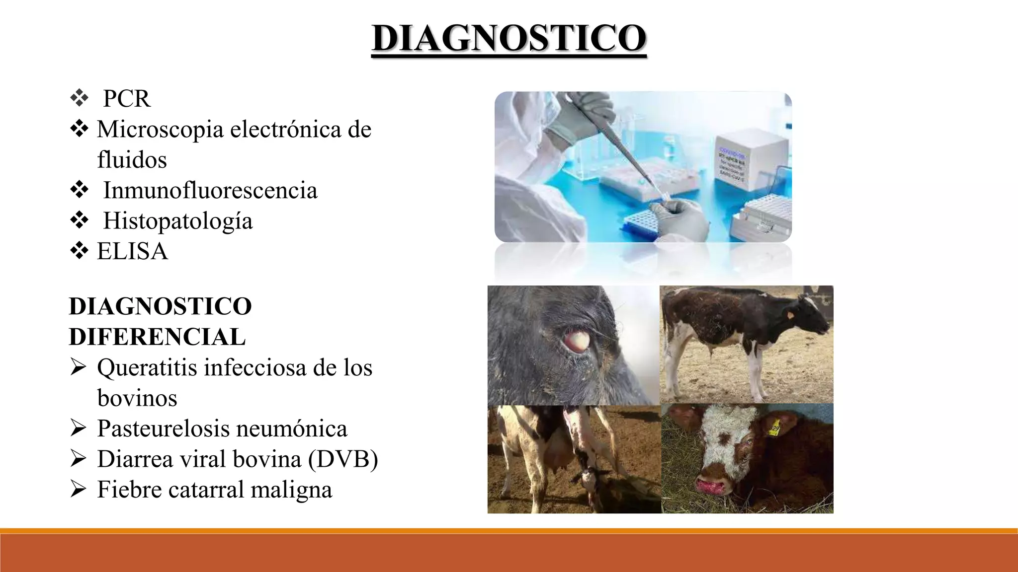 Rinotraqueitis infecciosa bovina (IBR) | PPT