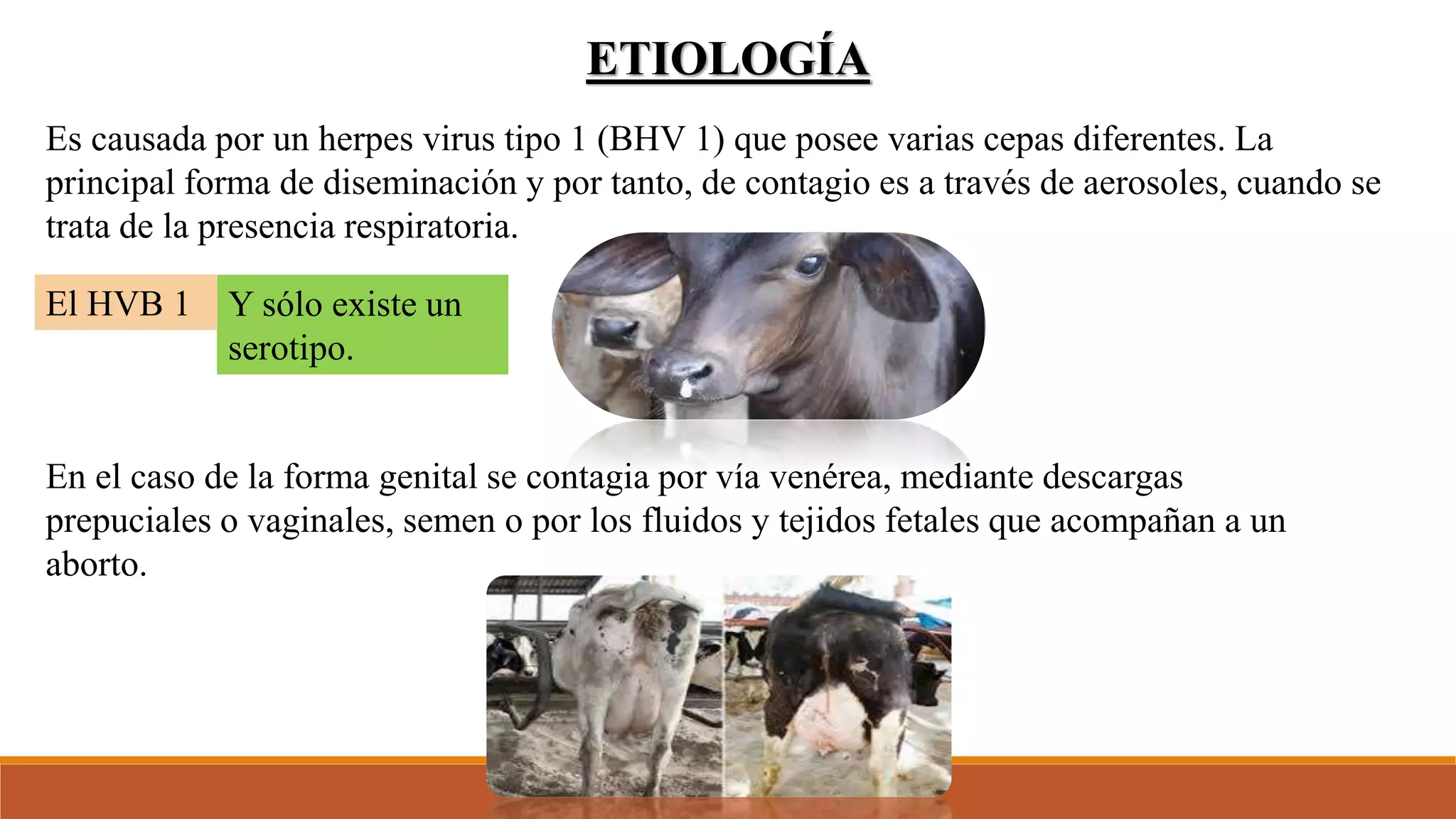 Rinotraqueitis infecciosa bovina (IBR) | PPT