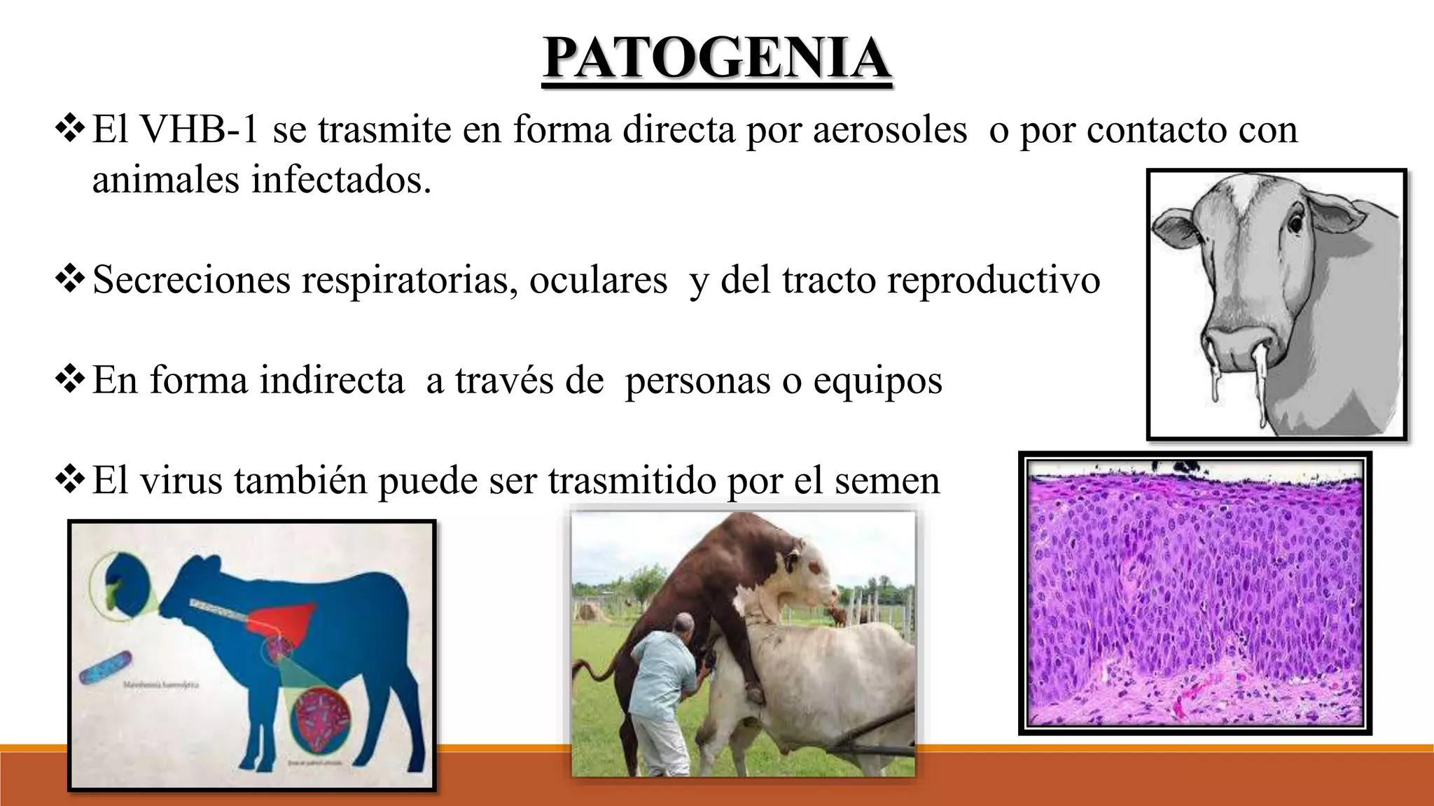 Rinotraqueitis infecciosa bovina (IBR) | PPT