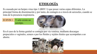 Rinotraqueitis infecciosa bovina (IBR) | PPT