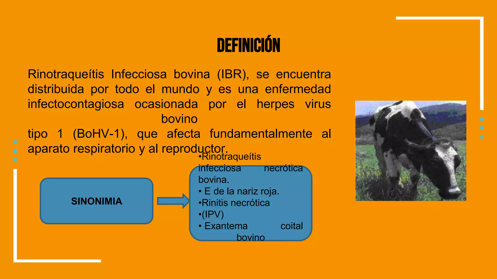 Rinotraqueítis infecciosa bovina (ibr) | PPTX