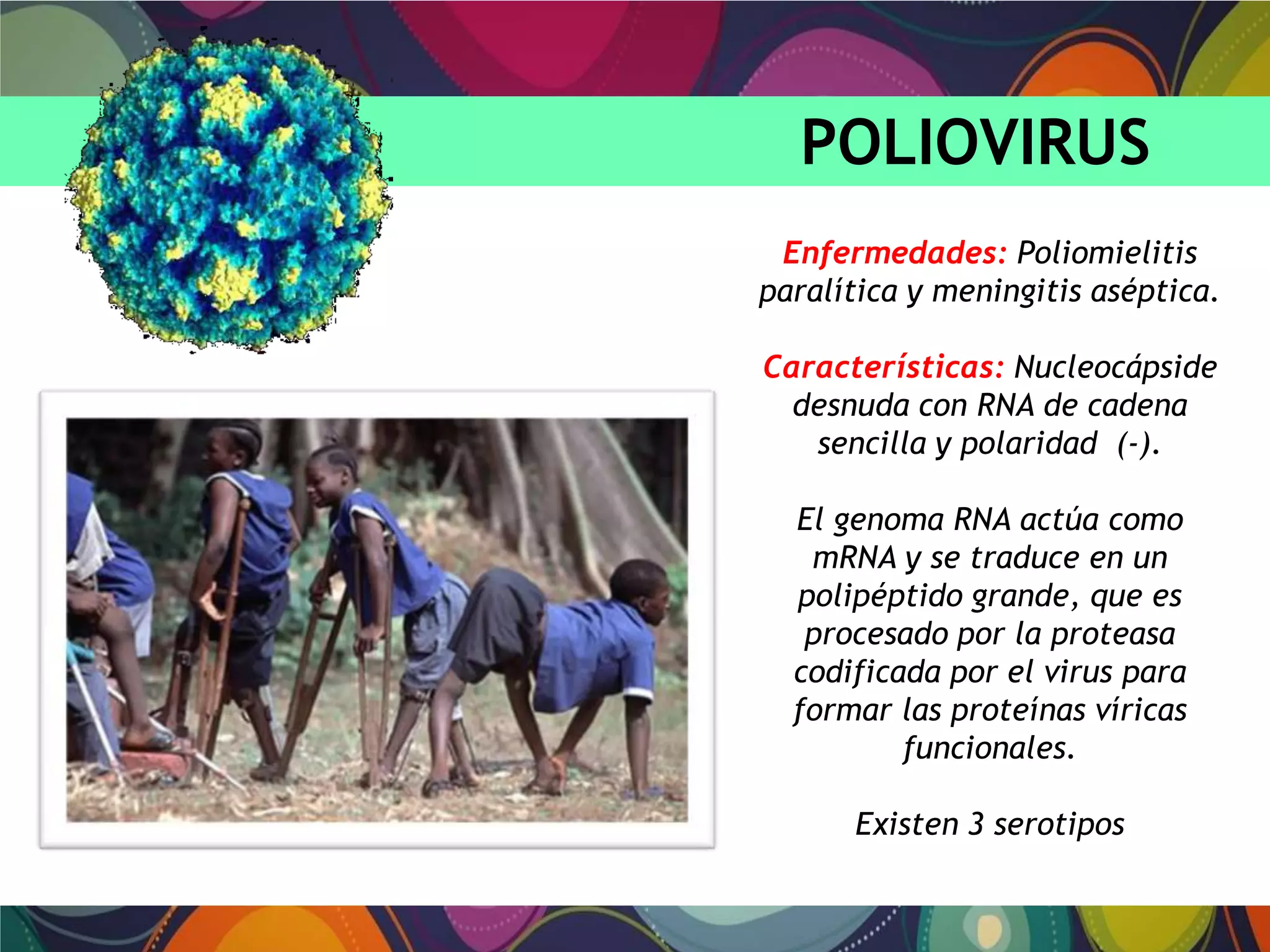 Rinovirus, Parvovirus & Poliovirus | PPT