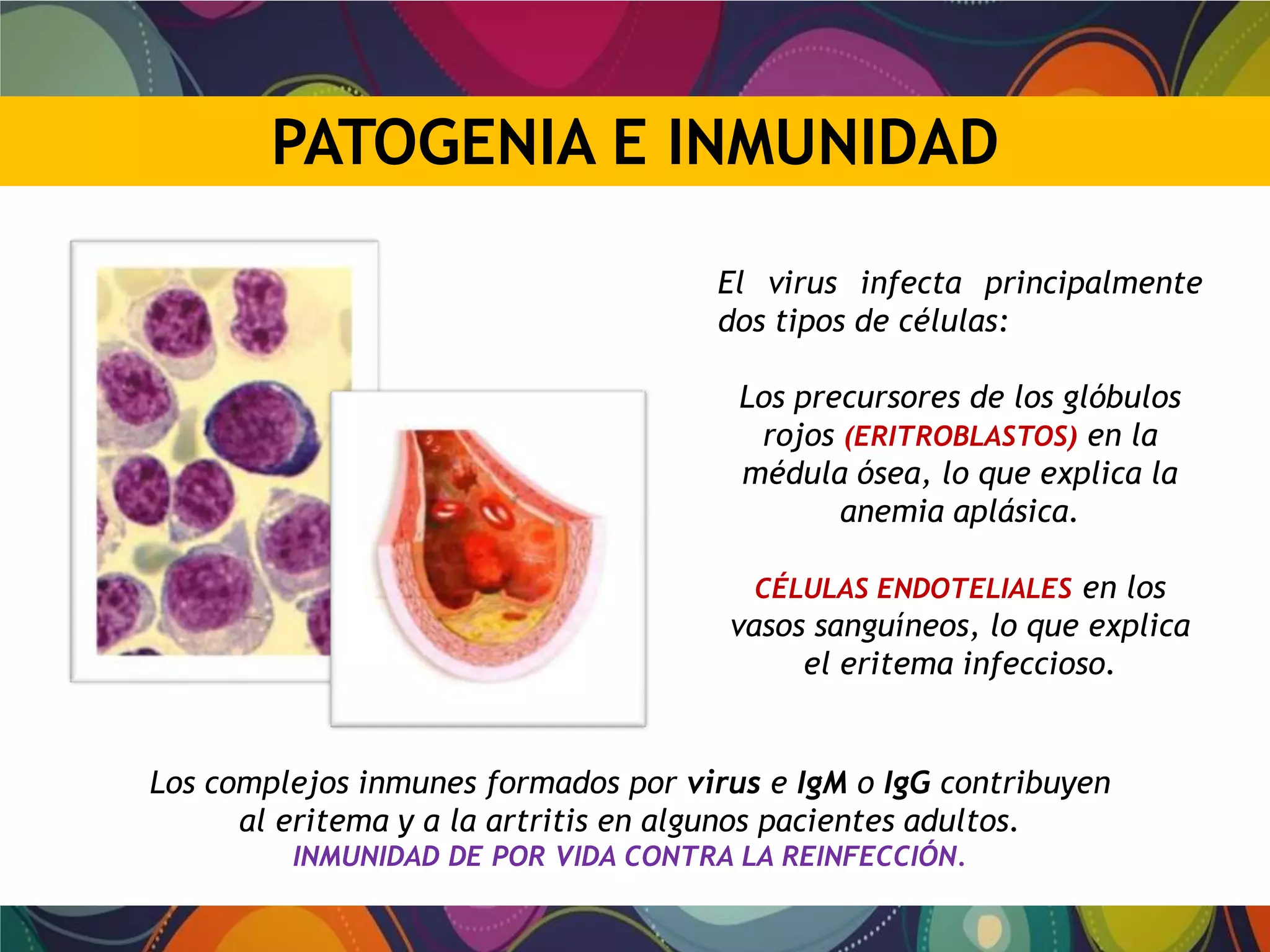 Rinovirus, Parvovirus & Poliovirus | PPT