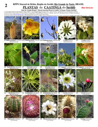 Rio grande do norte - seridó plants of the caatinga | PDF