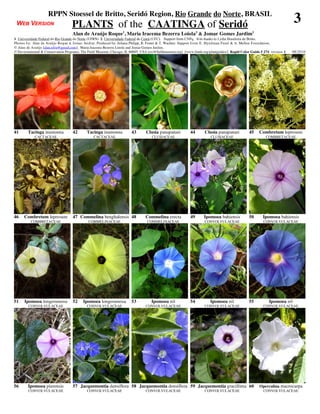 Rio grande do norte - seridó plants of the caatinga | PDF