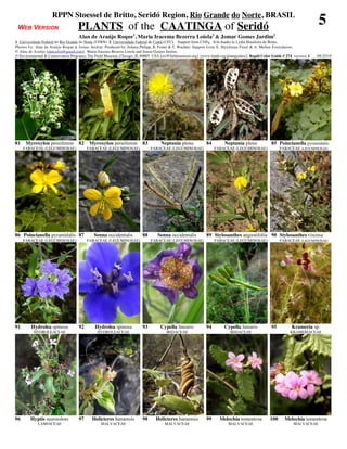 Rio grande do norte - seridó plants of the caatinga | PDF