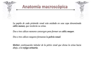 Anatomia - Riñones | PPTX