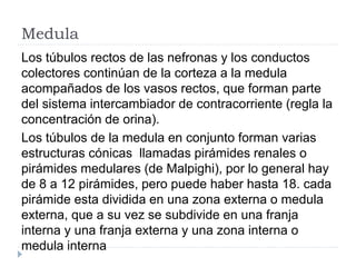 Histologia Riñon | PPTX