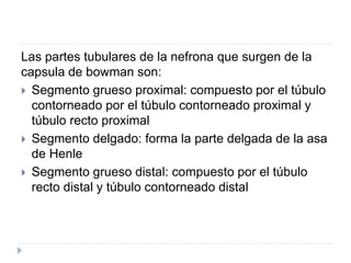 Histologia Riñon | PPTX