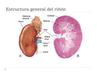Histologia Riñon | PPTX
