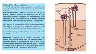 ANATOMIA Y FISIOLOGIA DEL RIÑON REGULACION DE EQUILIBRIO | PPTX