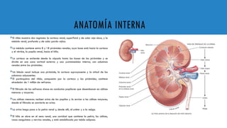 ANATOMIA Y FISIOLOGIA DEL RIÑON REGULACION DE EQUILIBRIO | PPTX