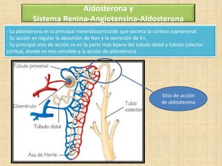 Riñon regulacion hormonal de volumne de orina | PPTX