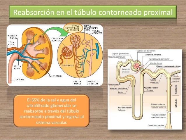 Lamina De Tubulo Contorcido Distal Anatomy Of The Thorax → Thoracic