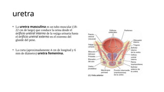 Anatomía del sistema renal y sistema recolector.pptx