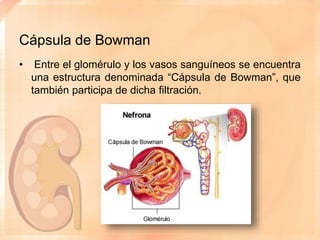 Anatomía de los Riñones | PPTX | Geography | Science