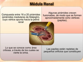Anatomía de los Riñones | PPTX