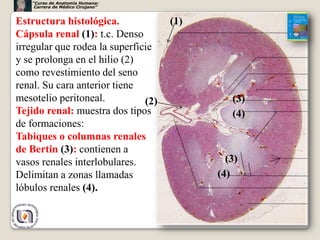 Riñones segunda parte | PPTX
