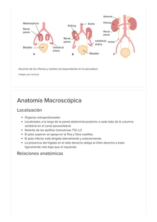 Riñones_ Anatomía | PDF