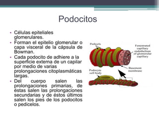 Aparato Urinario | PPT