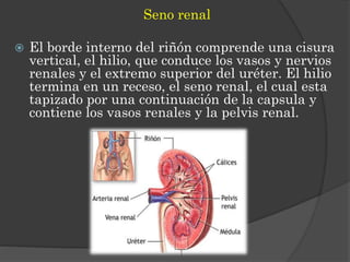 Riñones, uréteres y glándulas suprarrenales | PPTX