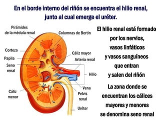 RIÑONN, aparato glomerular, fisiologia, anatomia, estructura.pptx