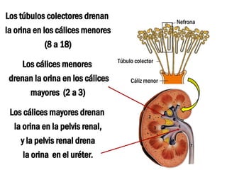 RIÑONN, aparato glomerular, fisiologia, anatomia, estructura.pptx