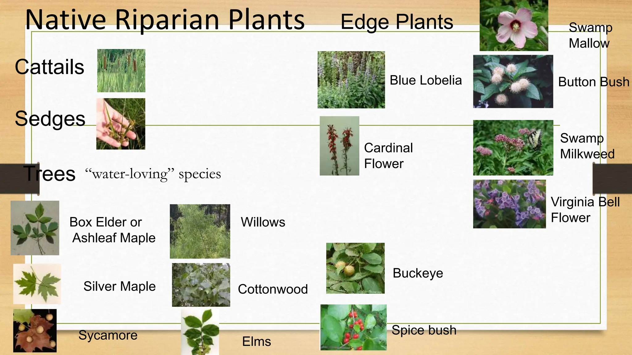 Riparian-Ecology-ppt-report . powerpoint presentation | PPTX