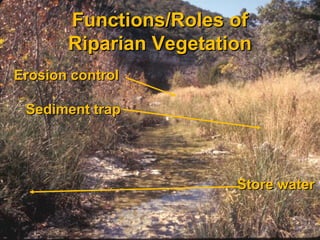 Riparian stream restoration bosque river stephenville | PPT