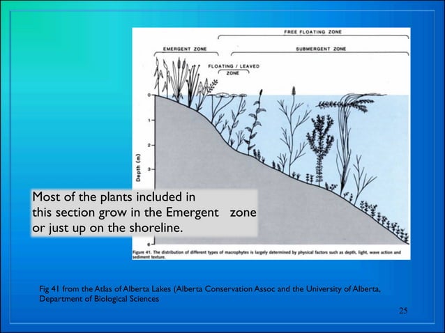 Riparian plants part 1 display version | PPT