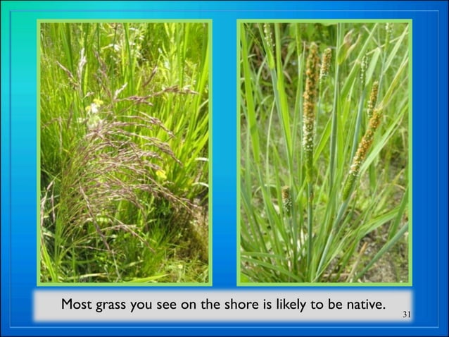 Riparian plants part 1 display version | PPT