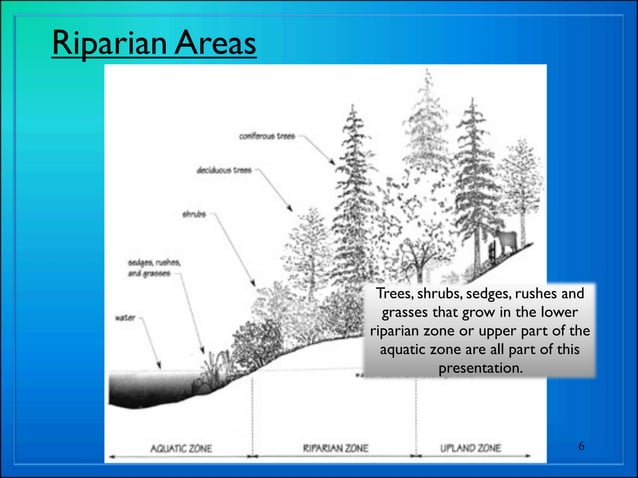 Riparian plants part 1 display version | PPT
