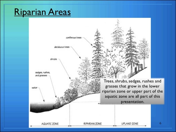 Riparian plants part 1 display version