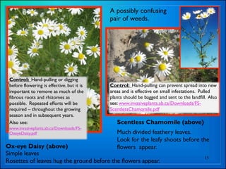 Riparian plants part 3 display version | PPT